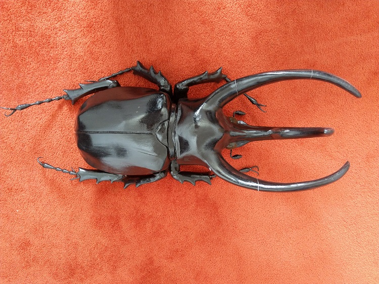 Kevermodellen – Kevers kweken