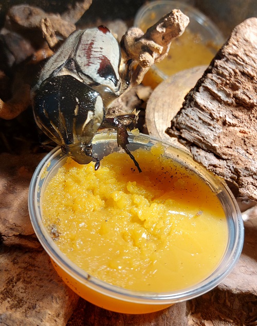 Caresheet Goliathus – Kevers kweken