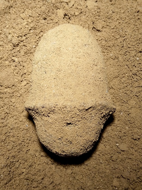 Caresheet Goliathus – Kevers kweken