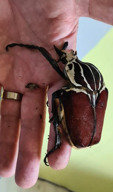 Caresheet Goliathus – Kevers kweken