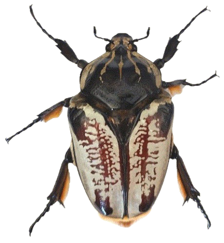 Caresheet Goliathus – Kevers kweken